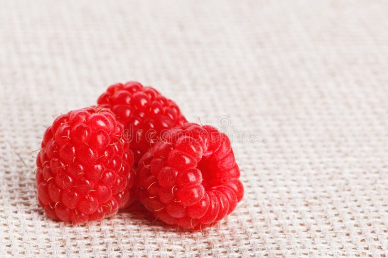 One Red Ripe Raspberry Fruit Stock Photo - Image of sweet, nutrient ...