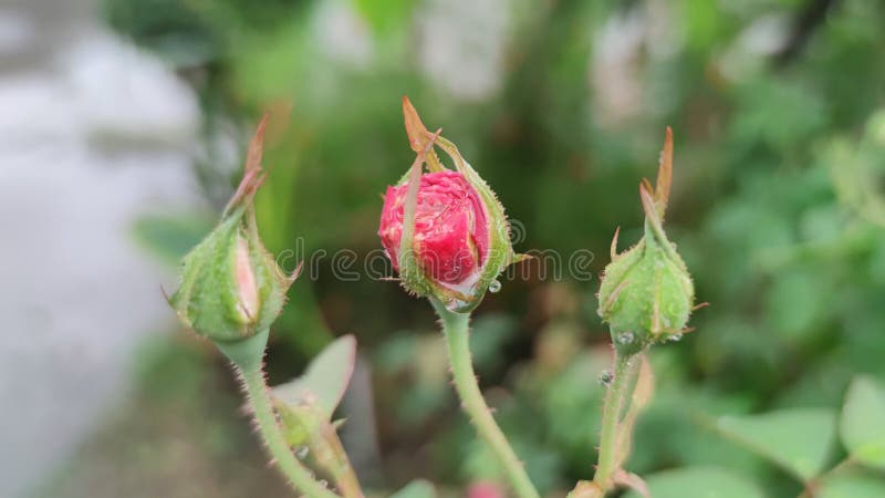 Three Red Rose Buds Flowers Stock Photo - Image of flowers, rose: 359585124