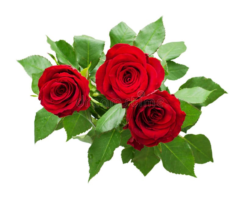 Three Red Rose Flowers Bouquet Stock Photo - Image of bouquet, festive ...