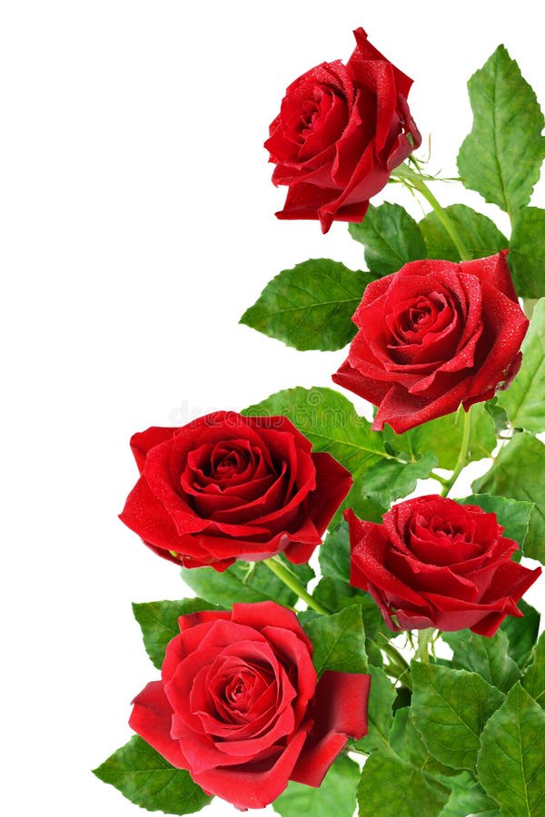 2,392 Red Rose Corner Stock Photos - Free & Royalty-Free Stock Photos ...