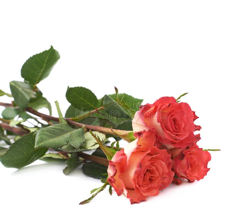 Three Red Rose Isolated Lying Over the White Surface Stock Photo ...