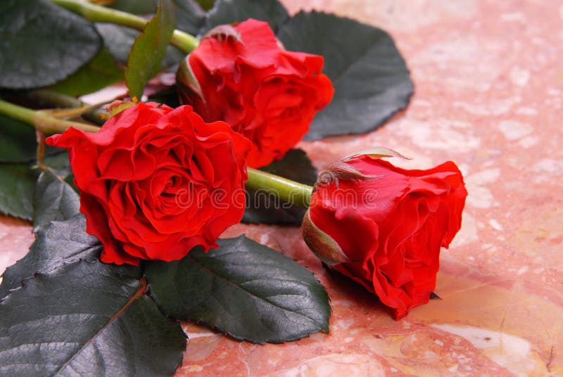 Three red roses stock photo. Image of bouquet, petal - 21092976