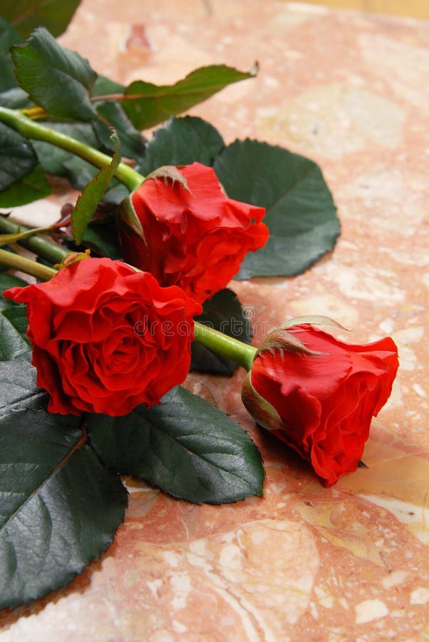 Three red roses stock image. Image of blossom, nature - 21092987