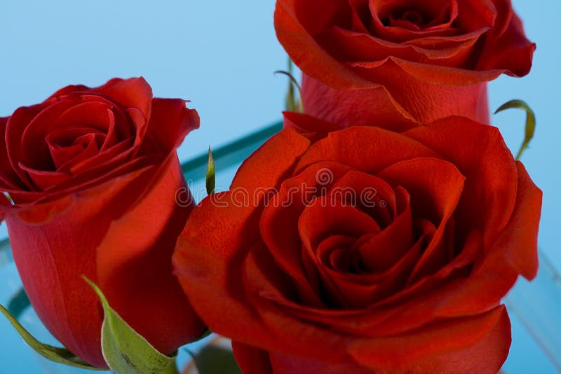 Three red roses stock image. Image of bouquet, beautiful - 8190161