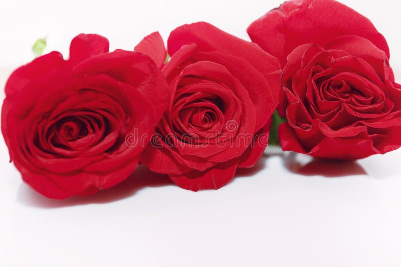Three Red Roses are Arranged in a Row on a White Background Stock Photo ...
