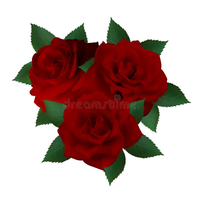 Three red roses stock vector. Illustration of flowers - 135731702