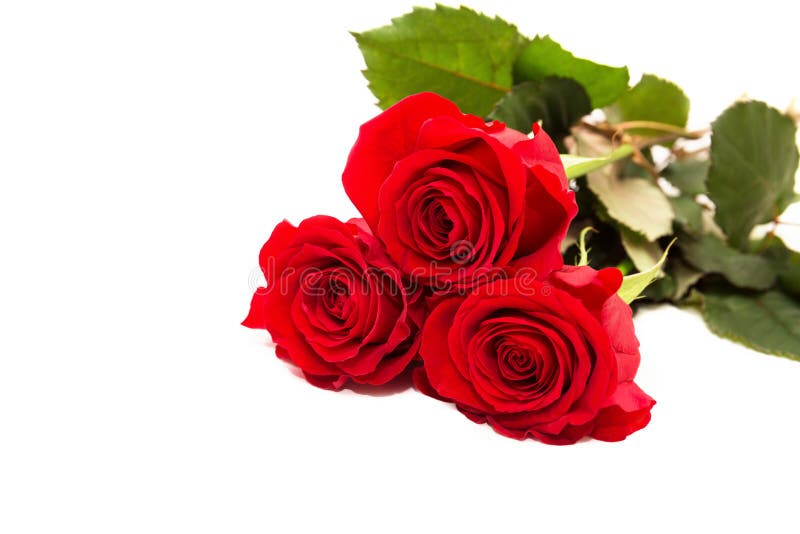 Three red roses stock image. Image of holiday, fresh - 169892733
