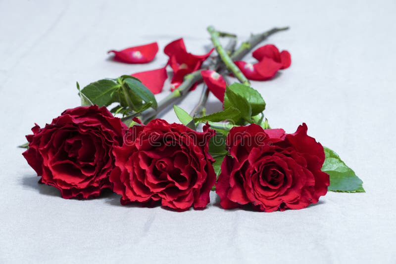 Three red roses close-up stock photo. Image of love - 272330140