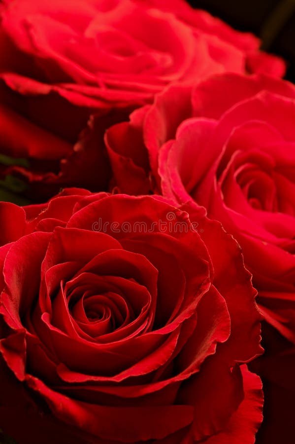 Three red roses stock photo. Image of callendar, petals - 38762532