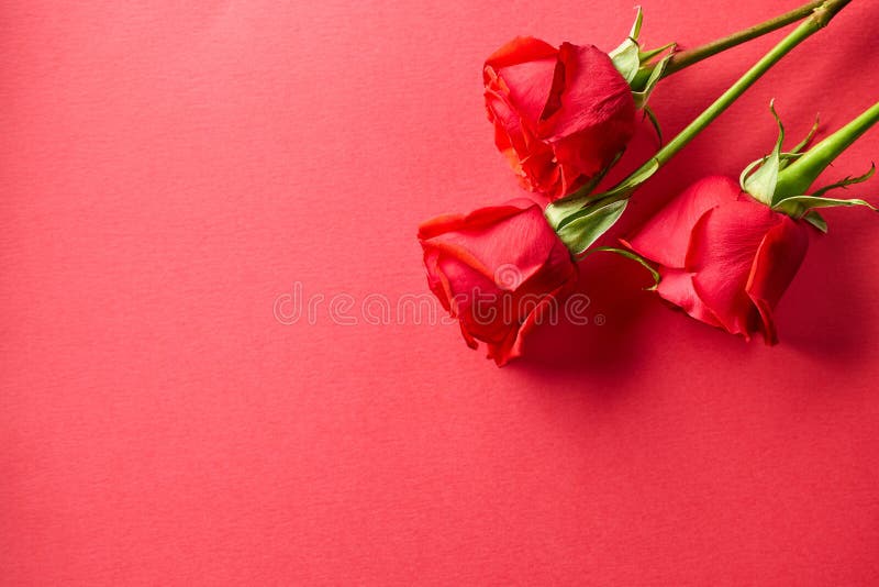 Three red roses stock image. Image of freshness, composition - 305816207