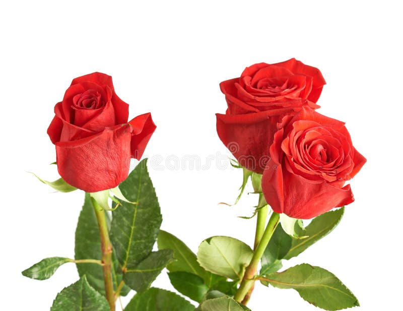 Three Red Rose Isolated Lying Over the White Surface Stock Photo ...
