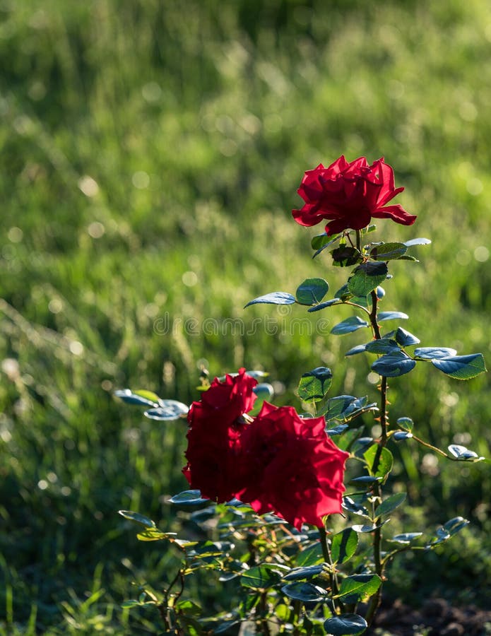 Three Red Roses in the Garden Stock Image - Image of blossom, summer ...