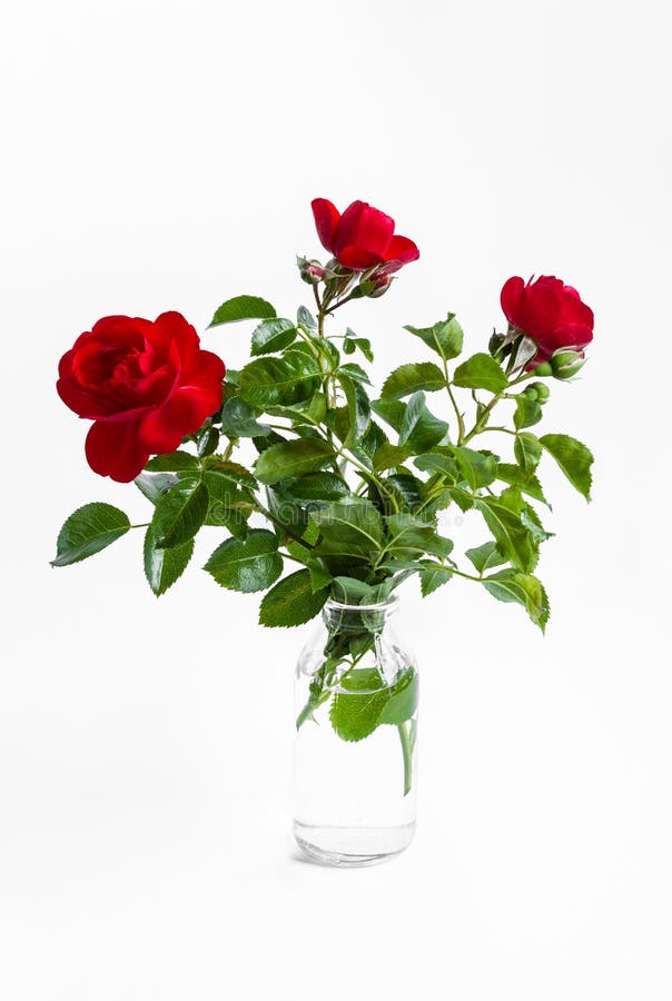 120 Backlit Red Roses Stock Photos - Free & Royalty-Free Stock Photos ...