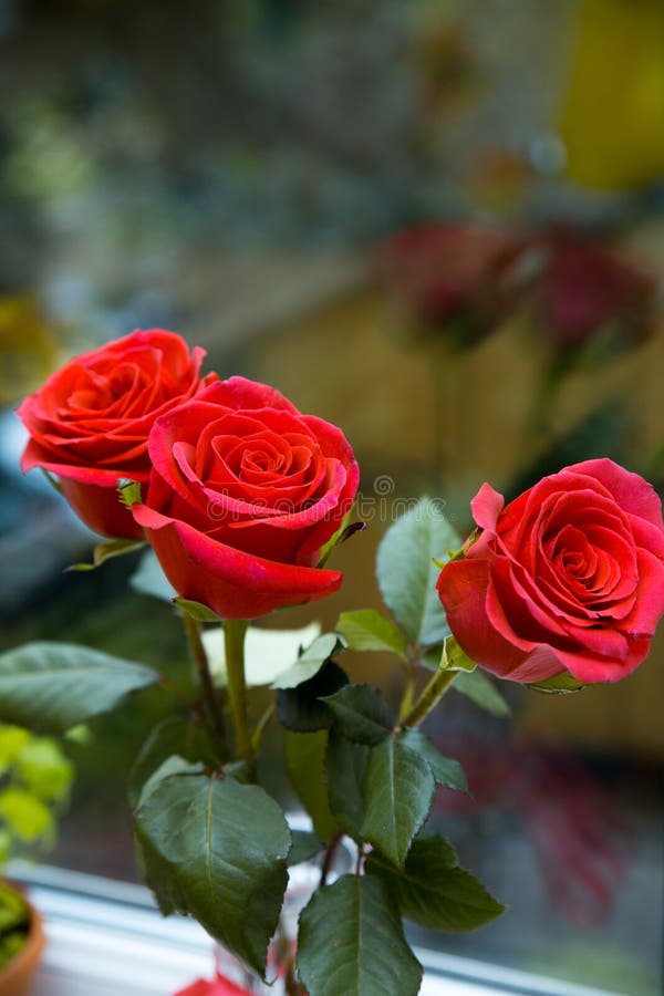 Three Red Roses on a Green Background. Roses in a Vase on the Window ...