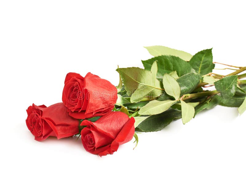 Three red roses isolated stock photo. Image of flower - 52389924