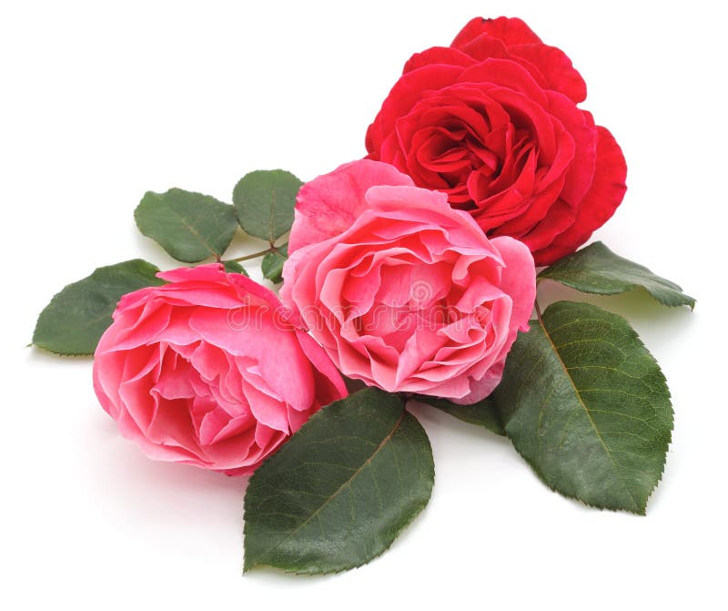 Three red roses stock photo. Image of objects, color - 151725158