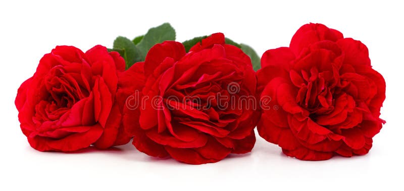 Three red roses stock image. Image of life, blossom - 254144443