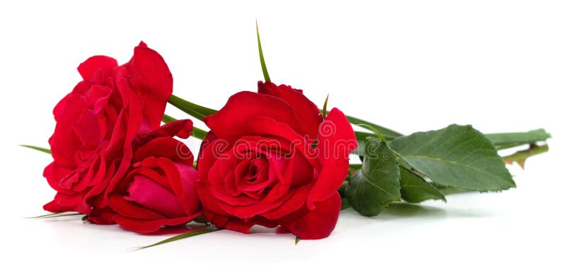 Three red roses stock image. Image of objects, copy - 255749909