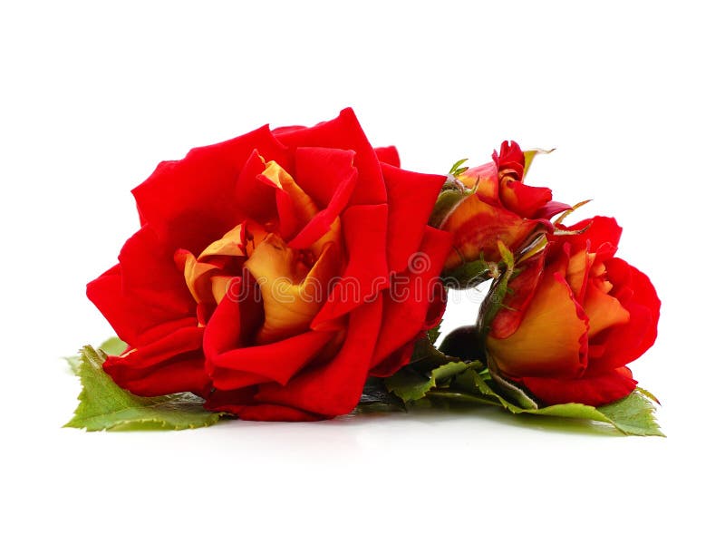 Three red roses stock image. Image of closeup, background - 244675609