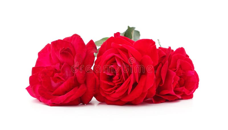 Three red roses stock photo. Image of plant, romance - 339369288