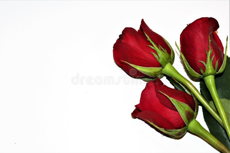 Three Red Roses Isolated on White Background Stock Image - Image of ...