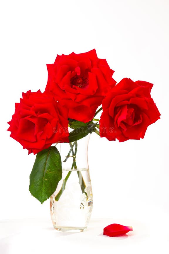 Three red roses in a jar. stock image. Image of love - 169244747