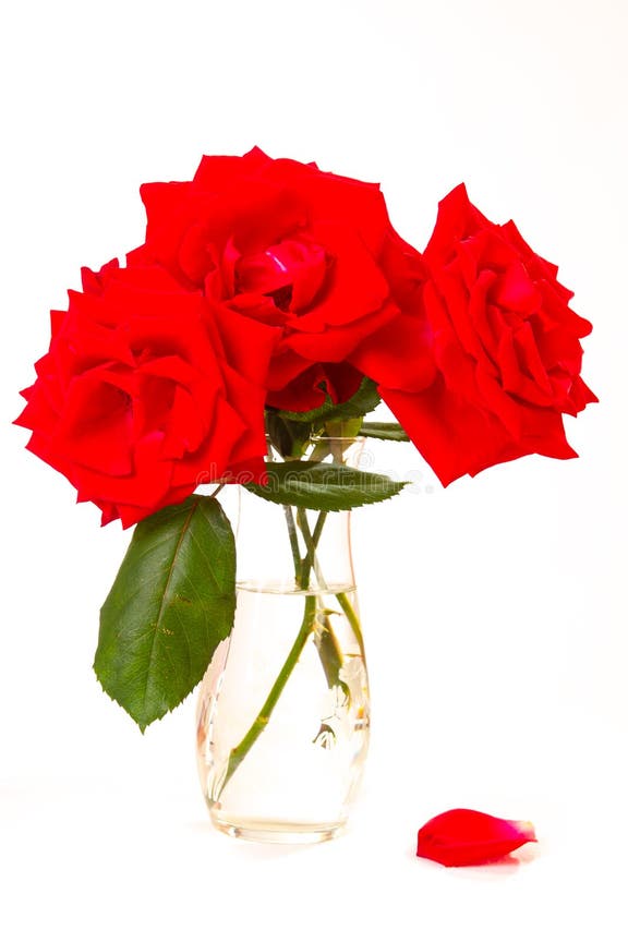 Three red roses in a jar. stock image. Image of valentinesday - 169244853