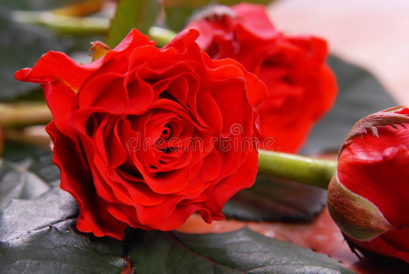 Three red roses stock image. Image of feeling, roses - 47518031