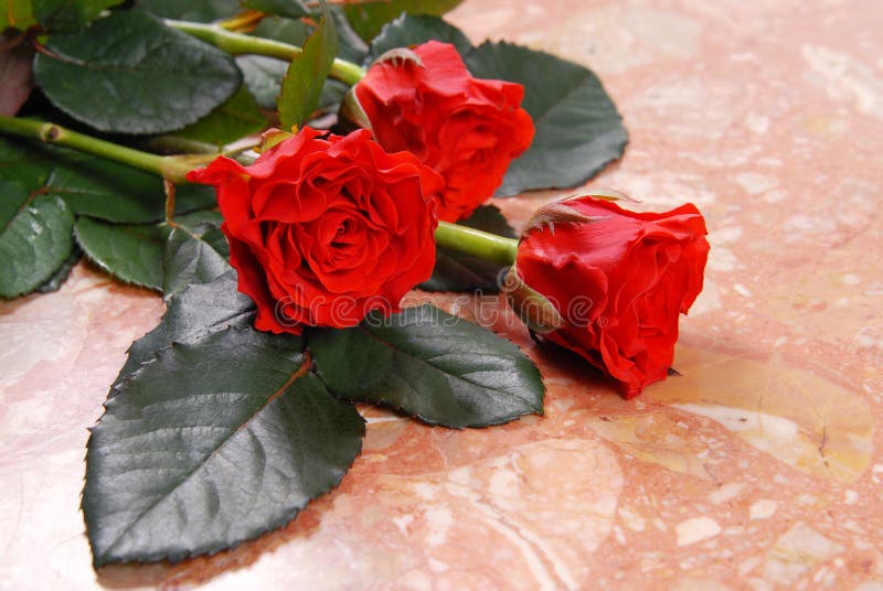 Three red roses stock photo. Image of feel, roses, classic - 47518104