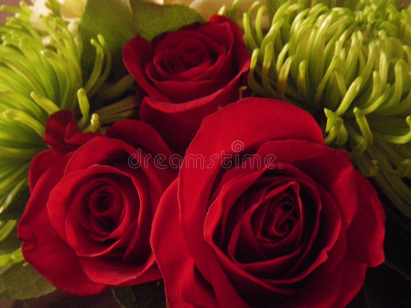 Three Red Roses with in Natural Light Two Peony S Stock Photo - Image ...