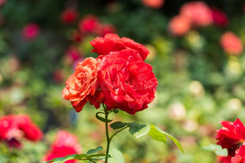 Three Red Roses at One Stem Blooming at the Garden at Summer Stock ...