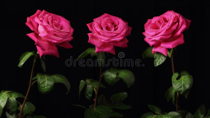Three red roses stock image. Image of romantic, flower - 79856195