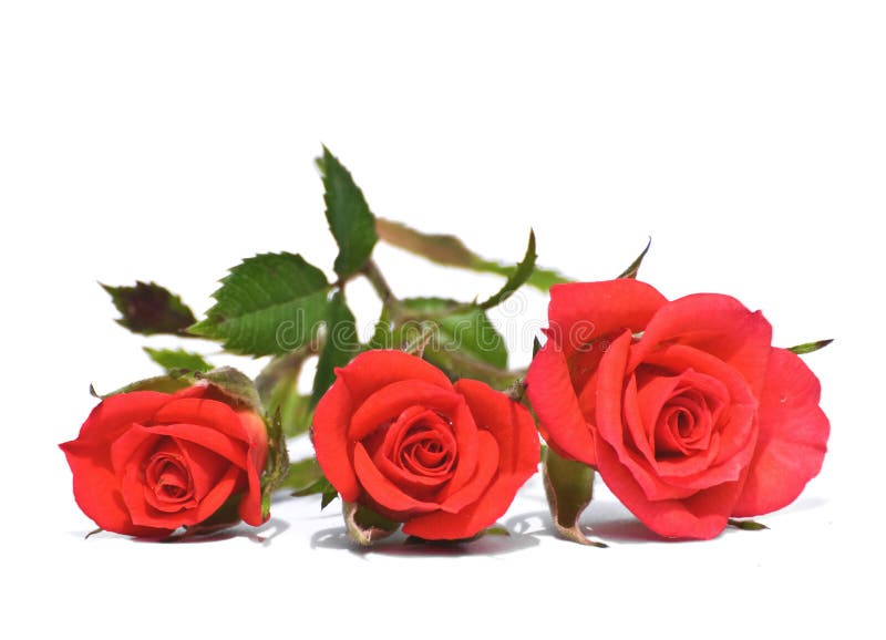 Three Red Roses Row Isolated Stock Photos - Free & Royalty-Free Stock ...
