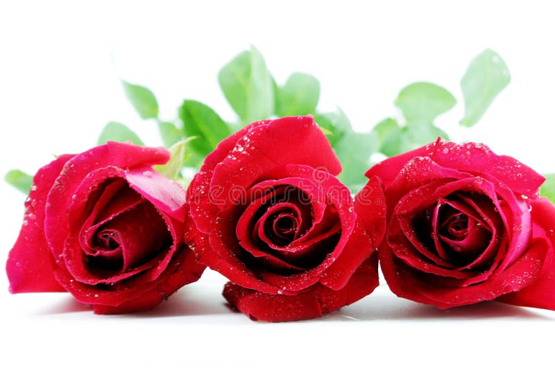 Three Red roses stock photo. Image of award, myriad, covered - 44553912