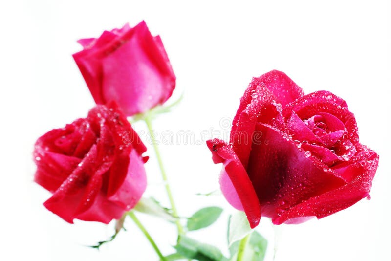 Three red roses stock image. Image of floor, lover, appreciation - 44730317