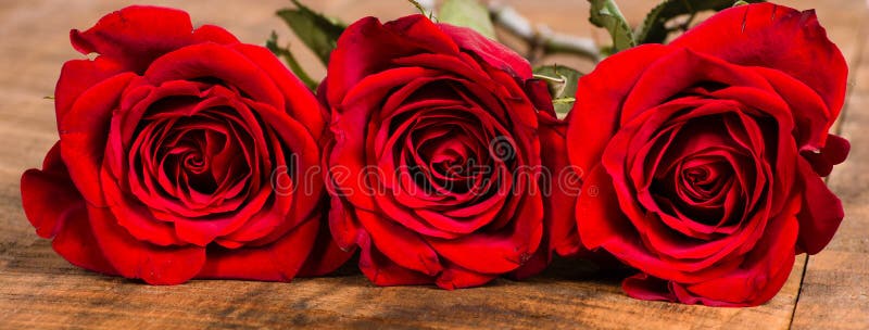 Three red roses tight view stock photo. Image of flower - 48963848