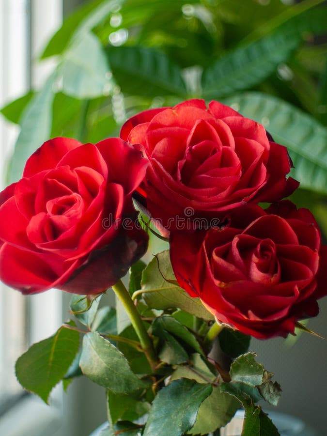 Three Red Roses are in a Vase Stock Image - Image of flora, romance ...