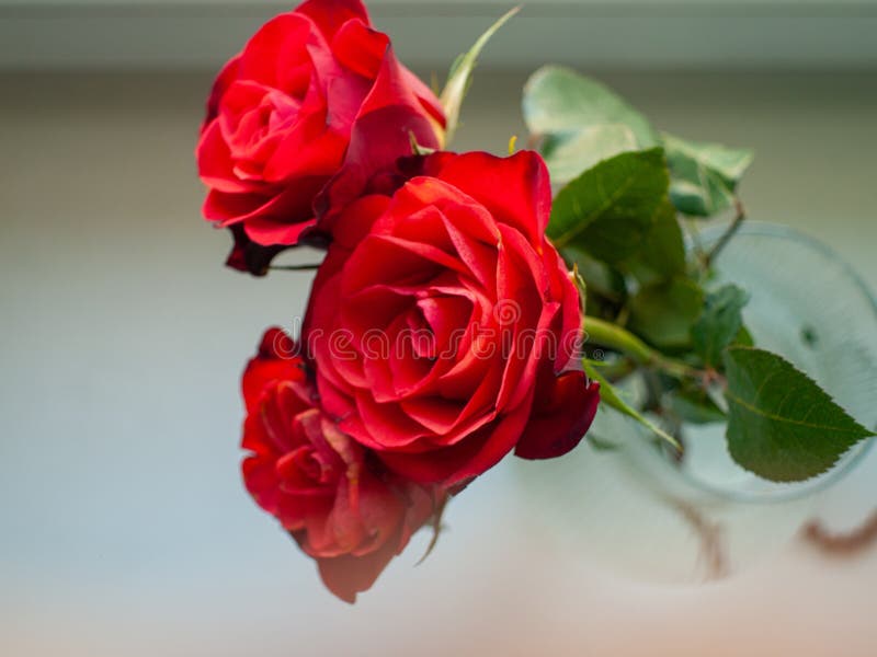Three red roses in a vase stock photo. Image of green - 360931876