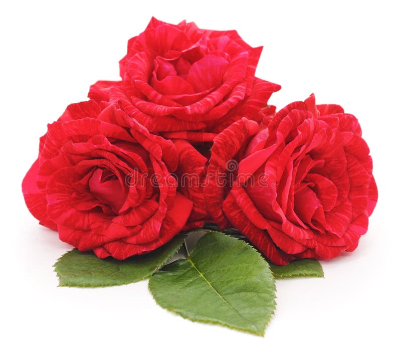 Three red roses stock photo. Image of objects, color - 151725158