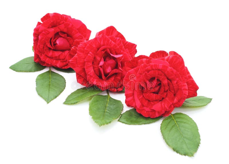 Three red roses stock photo. Image of objects, color - 151725158