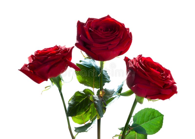 Three red roses stock image. Image of macro, background - 69575397
