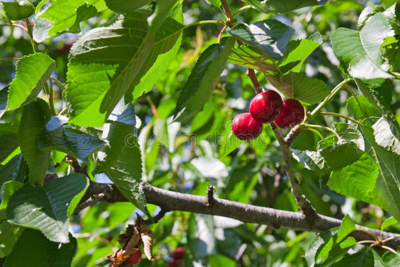 A three red small cherries stock image. Image of nature - 25153599