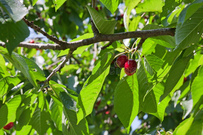 A three red small cherries stock image. Image of dessert - 25153621