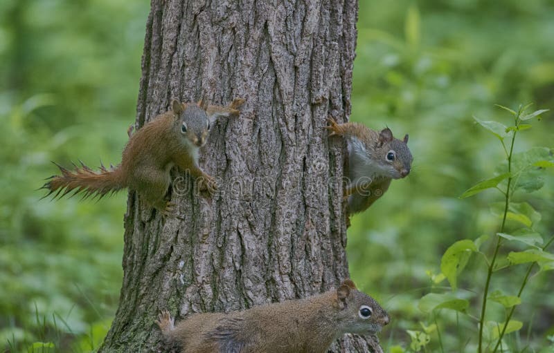 Squirrel Tree Games stock image. Image of animals, desire - 233493551