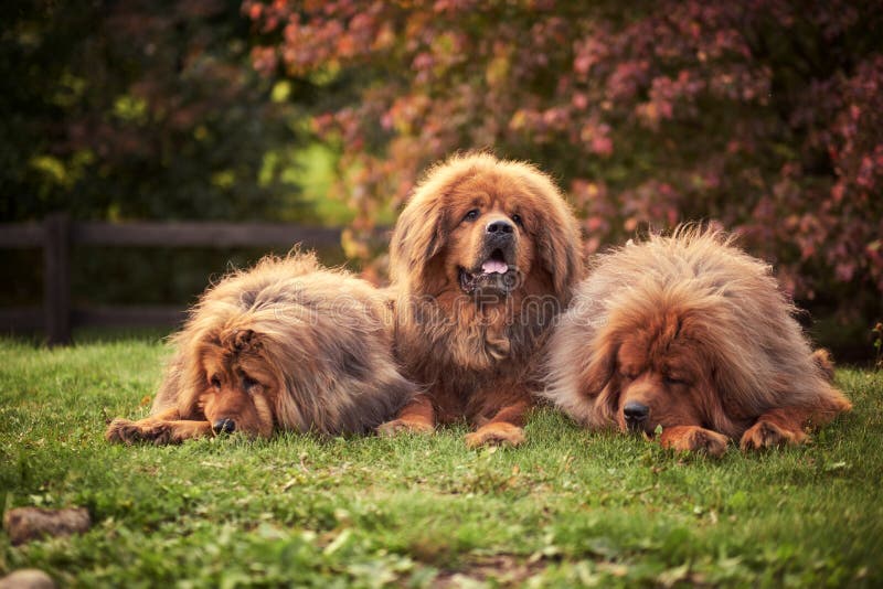 Why Is The Red Tibetan Mastiff So Expensive