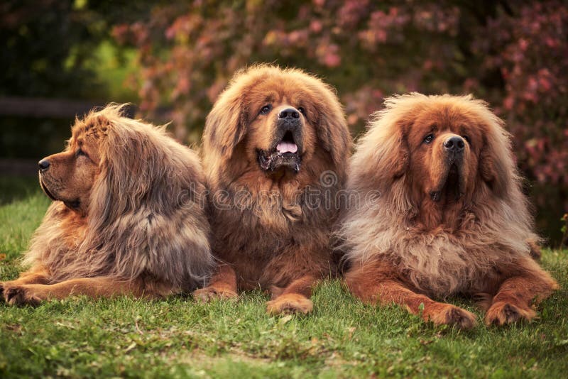 Three Red Tibetan Mastiffs Lie on the Grass in the Forest. Stock Image ...