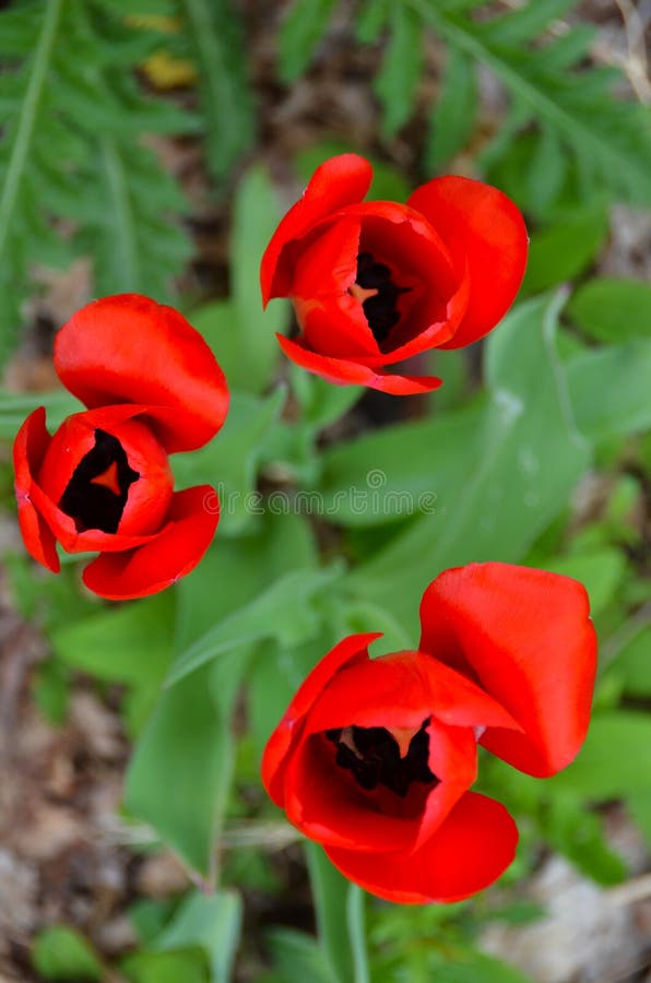 Three Red Tulips Unfold and Open Top View Stock Photo - Image of ...
