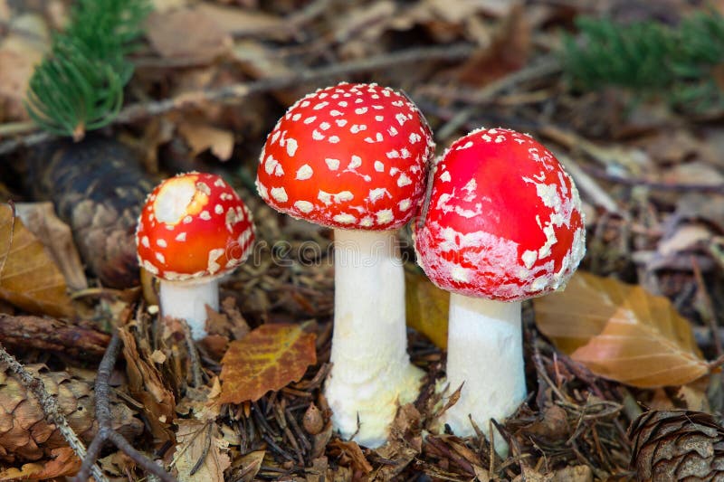 Three Red Toadstools Growing Together of the Forest Ground Stock Photo ...