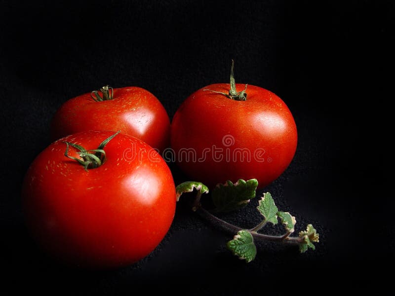 Three red tomatoes stock image. Image of fresh, nightshade - 304845