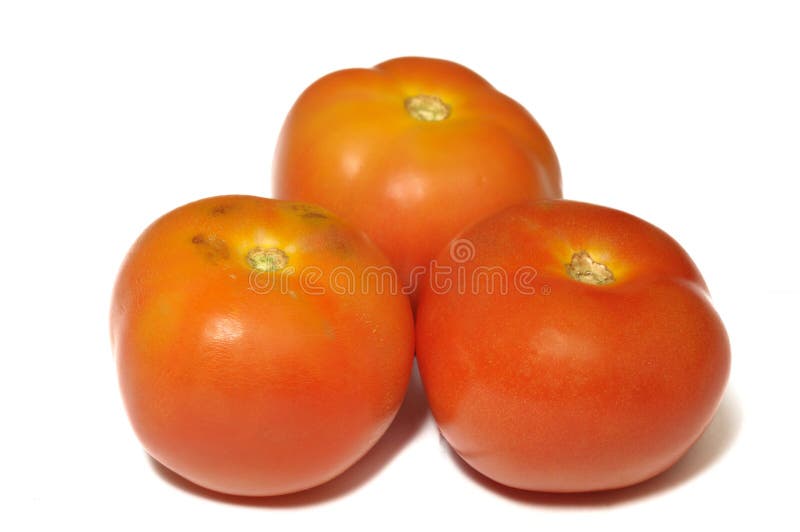 Three Red Tomatoes Against a White Backdrop Stock Image - Image of ripe ...